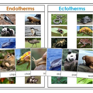 Endothermic and Ectothermic Animals Sorting Cards & Control Chart ...