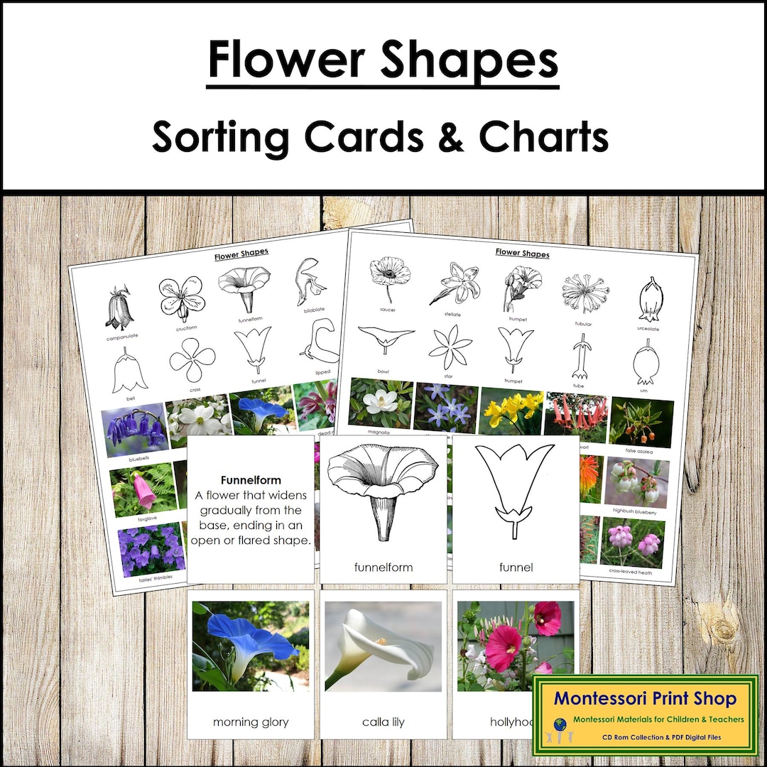 Types of Flower Shapes Sorting Cards & Chart - Montessori Botany ...