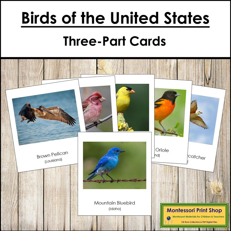 State Birds of the USA 3-part Cards - Geography Continent Cards ...