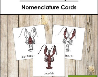 Montessori 3 Part Cards Parts of a Harbor Seal - Etsy