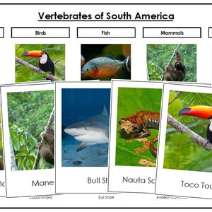 Vertebrates of the Continents Sorting - Montessori Zoology - Printable ...