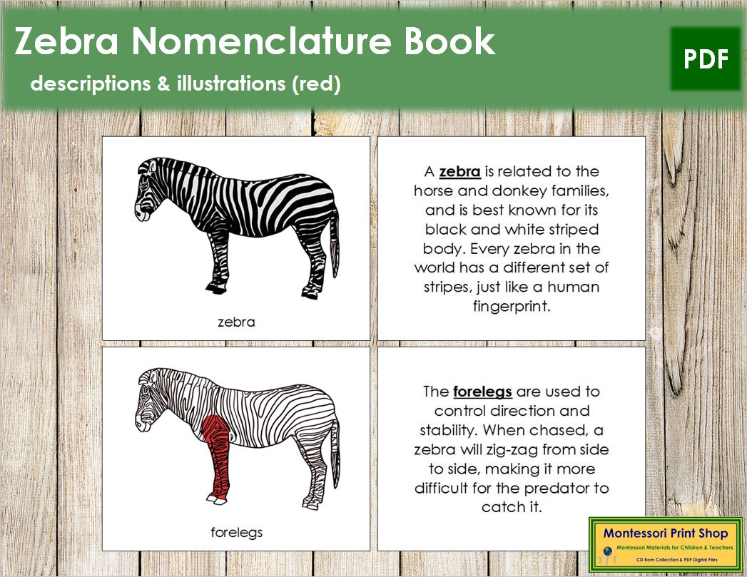 Parts of a Zebra Nomenclature Book RED Zoology Printable | Etsy