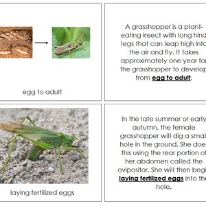 The Grasshopper Life Cycle Book - Montessori Zoology (digital Download ...