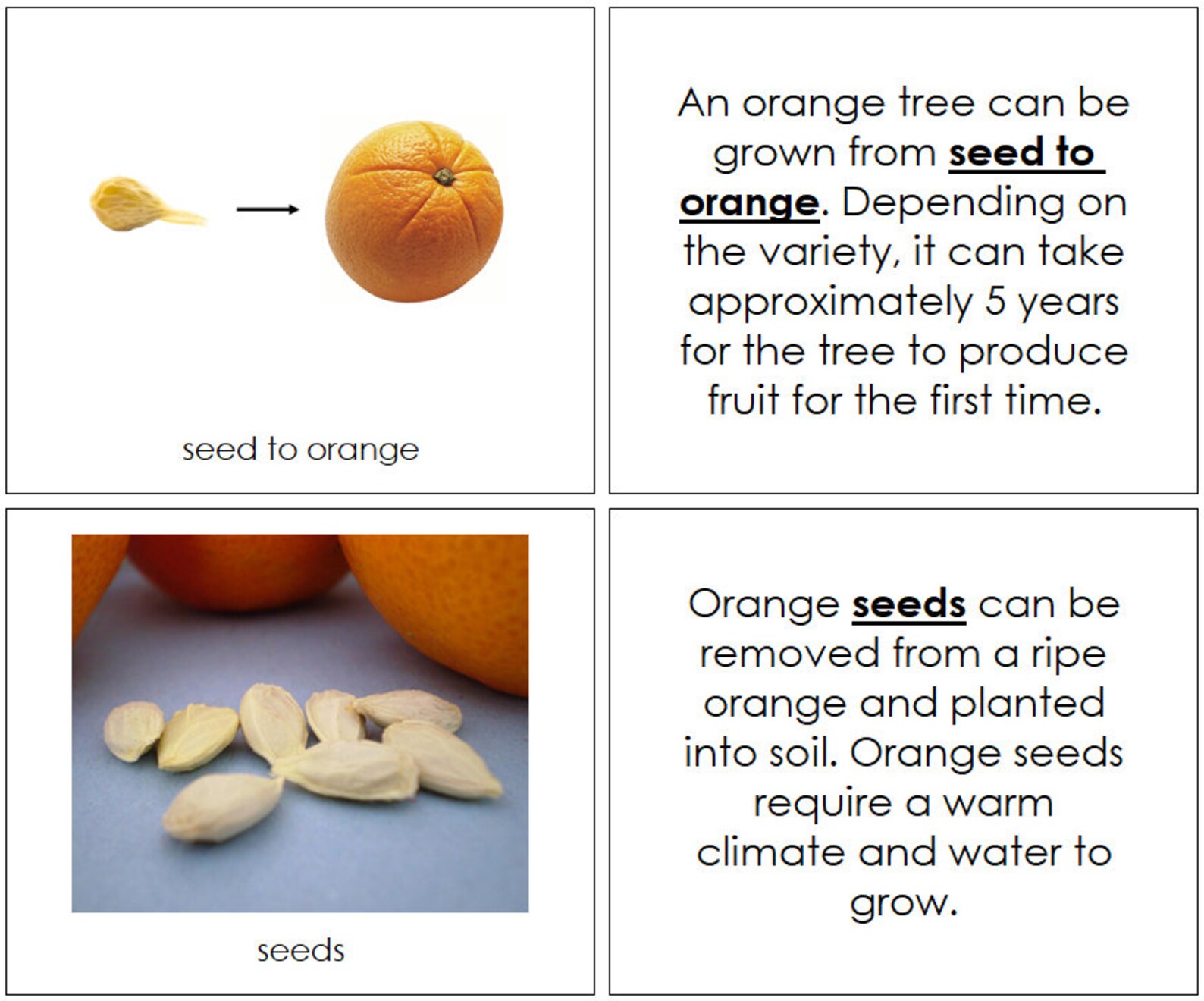 The Orange Life Cycle Book Montessori Nomenclature | Etsy