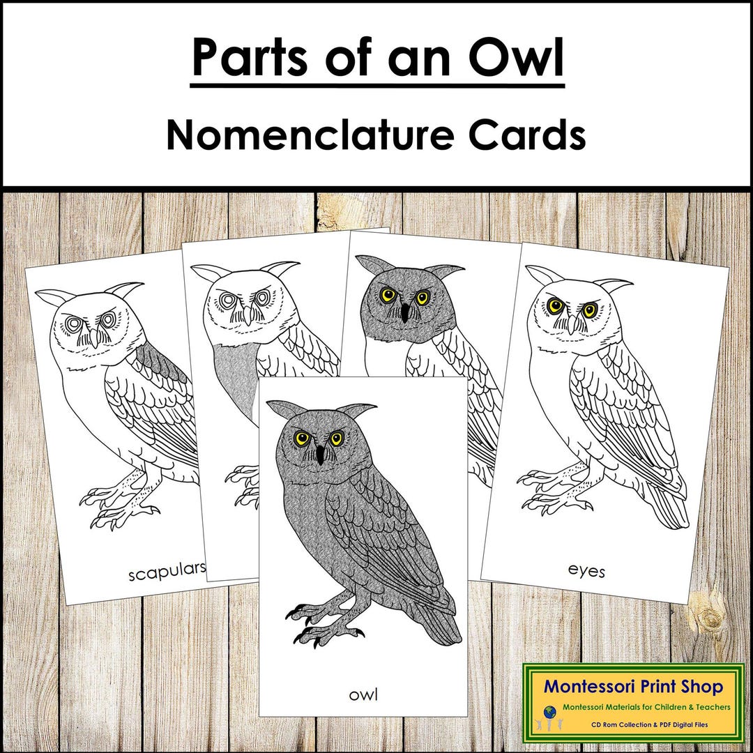 Parts of an Owl Nomenclature 3-part Cards & Blackline Master ...
