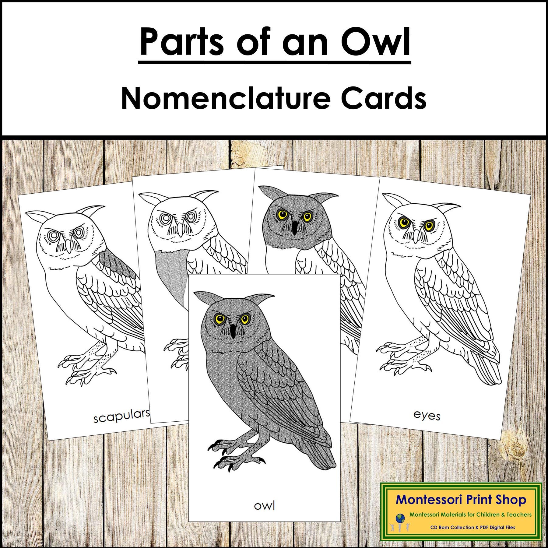 Parts of an Owl Nomenclature 3-part Cards & Blackline Master ...