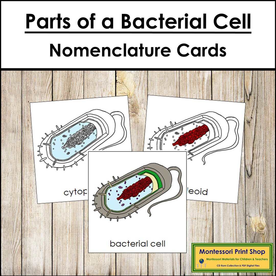 Parts of a Bacterial Cell Nomenclature 3-part Cards - Science ...