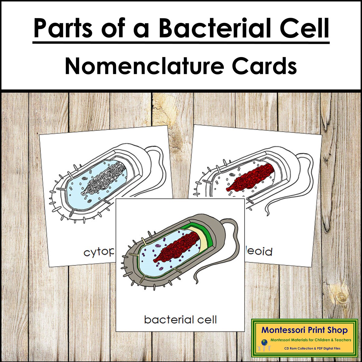 Parts of a Bacterial Cell Nomenclature 3-part Cards Science Printable ...