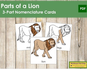 Parts of a Squirrel Nomenclature Book Zoology Printable - Etsy