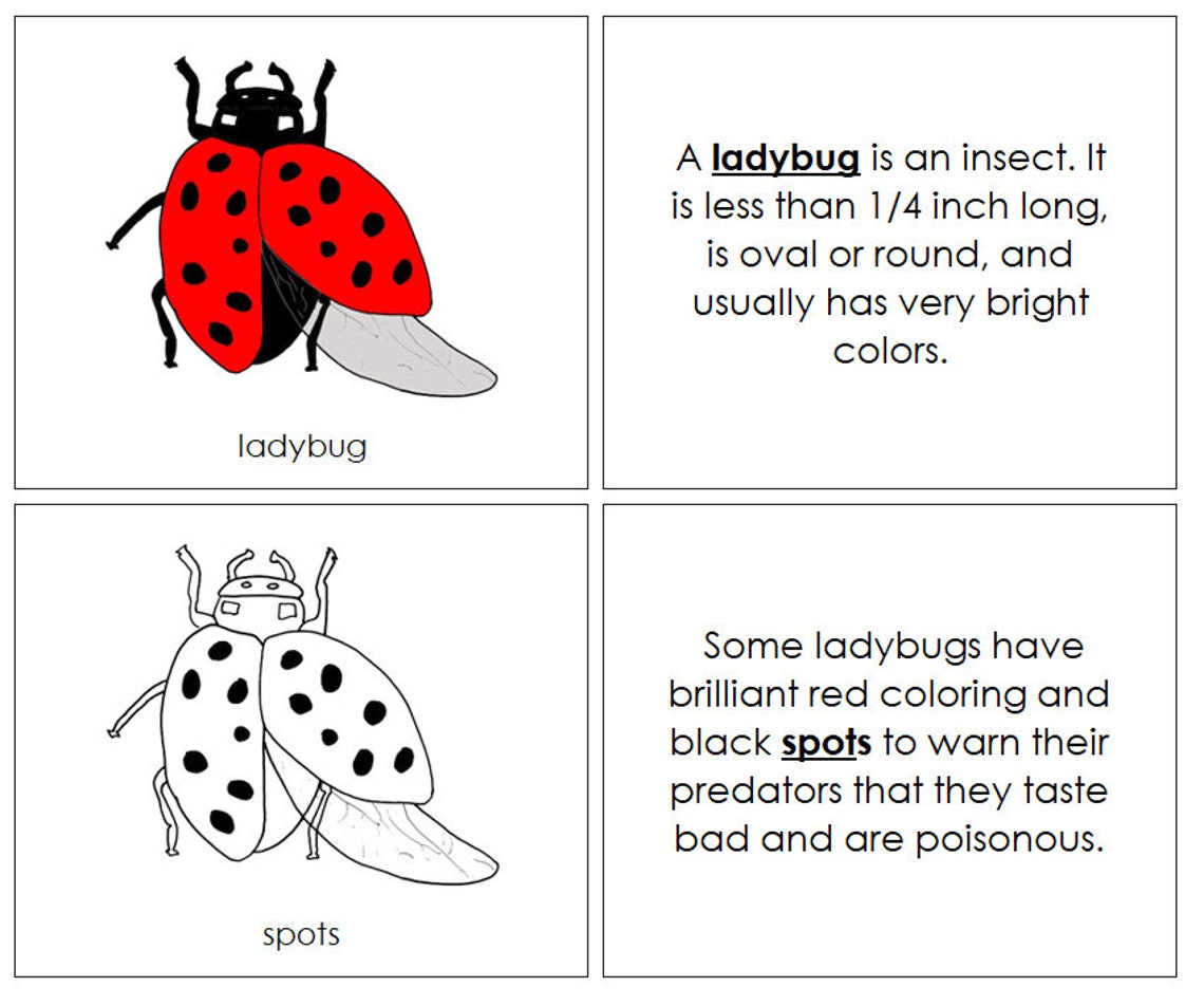 Parts of a Ladybug Nomenclature Book - Montessori Zoology (digital ...