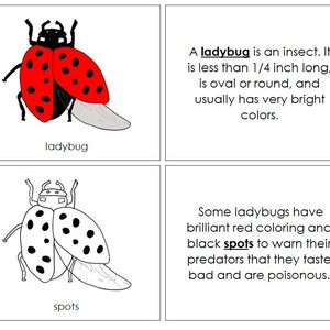 Parts of a Ladybug Nomenclature Book - Montessori Zoology - Printable ...