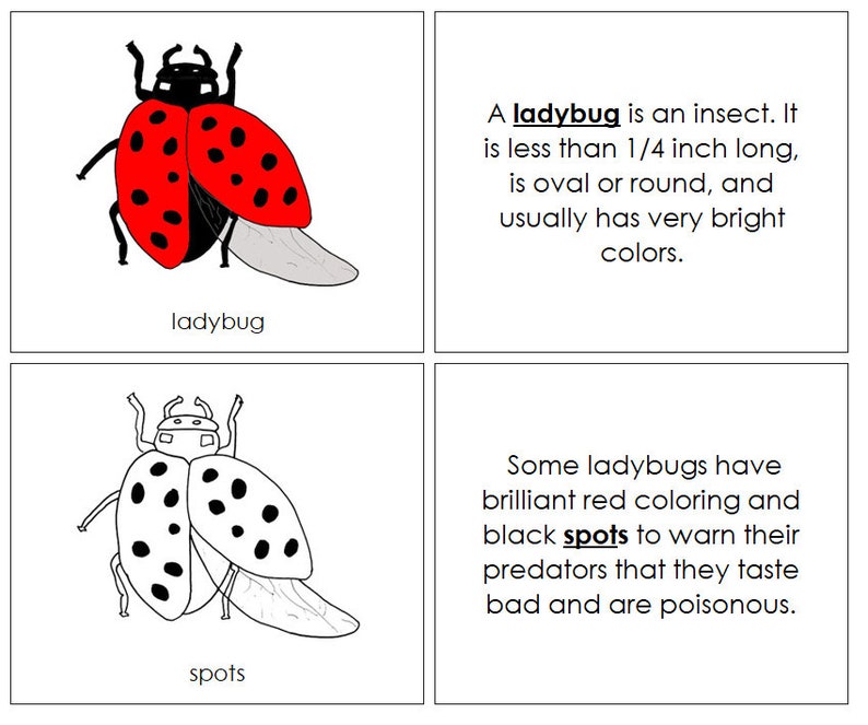 Parts of a Ladybug Nomenclature Book Montessori Zoology - Etsy Canada