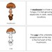 Parts of a Mushroom Nomenclature Book - Montessori Botany - Printable ...