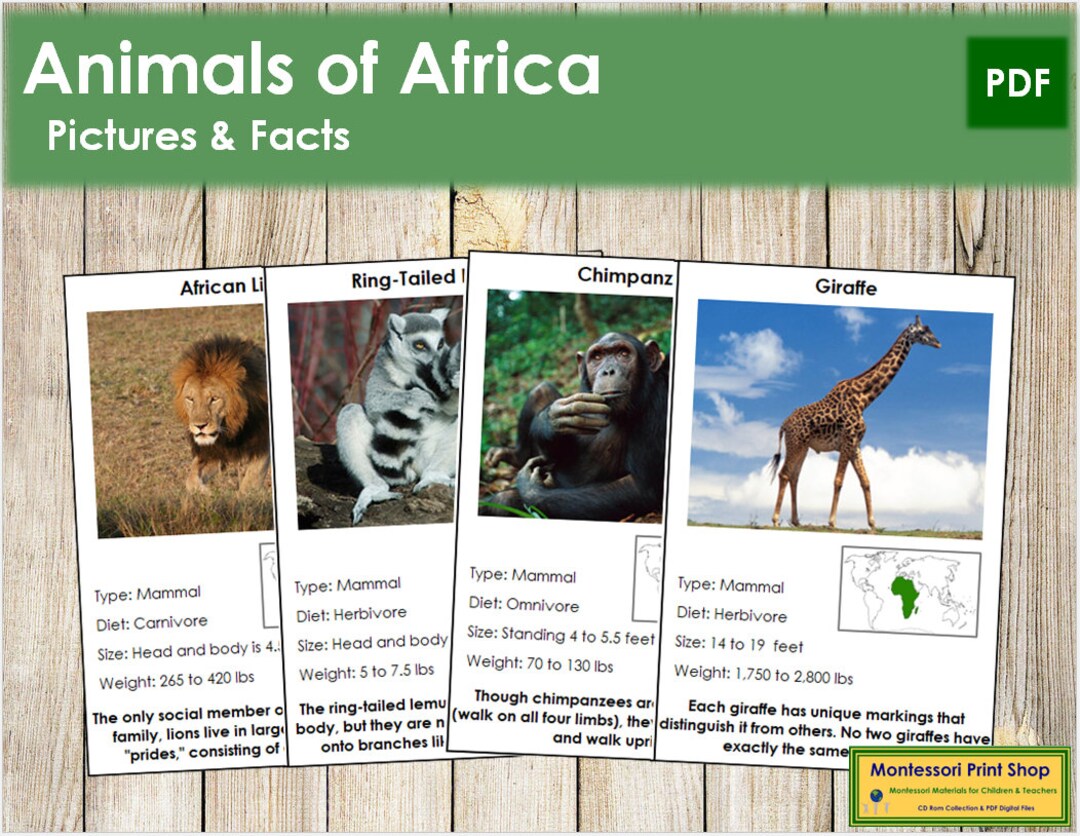 Animals of Africa Facts & Picture Cards color-coded - Etsy