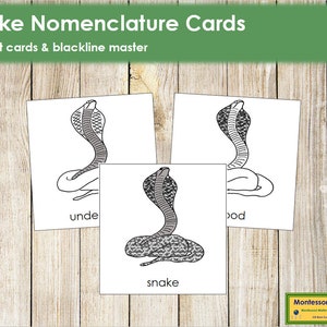 Parts of a Snake Nomenclature 3-part Cards Montessori | Etsy