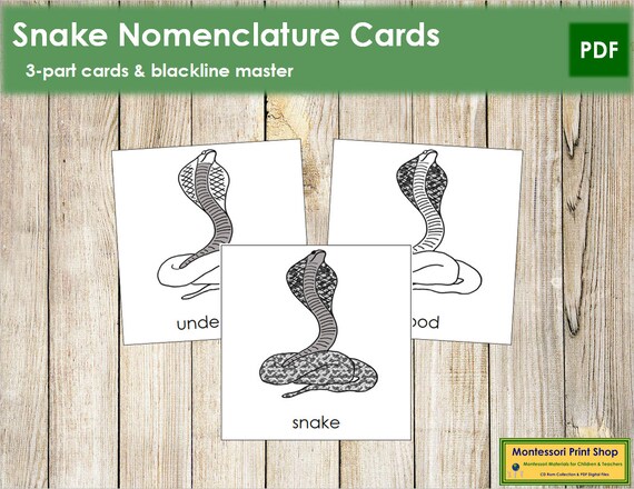 Parts of a Snake Nomenclature 3-part Cards Montessori | Etsy