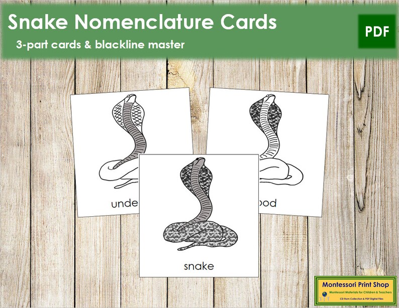 Parts of a Snake Nomenclature 3-part Cards Montessori | Etsy