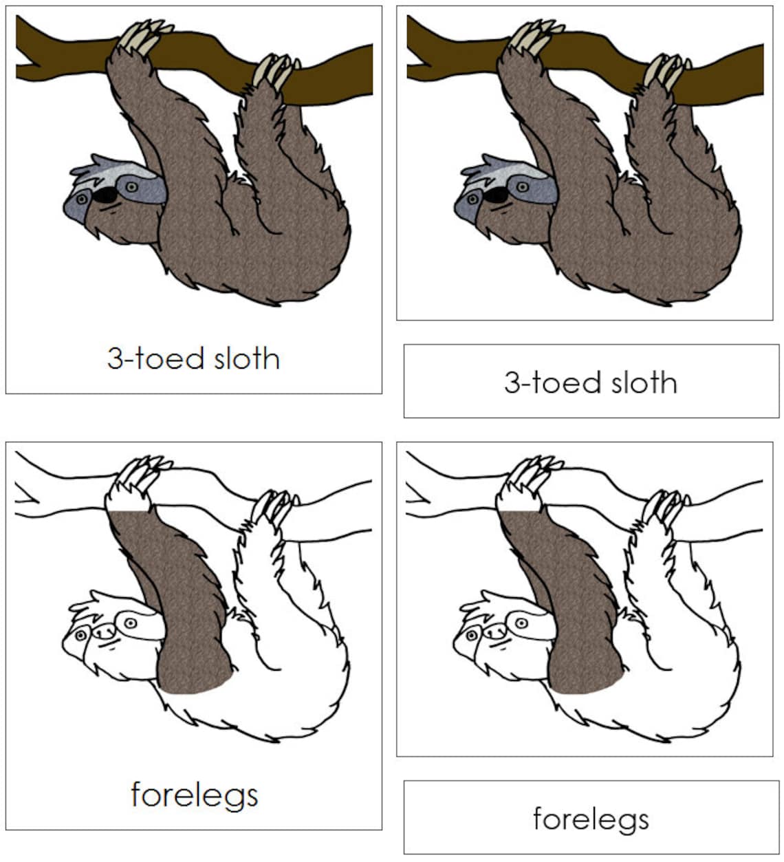 Parts of a Sloth Nomenclature 3-part Cards Zoology - Etsy