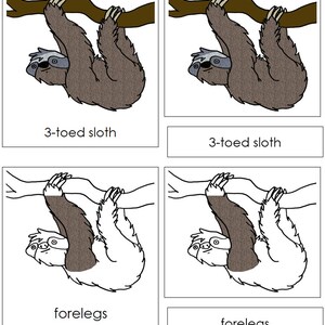 Parts of a Sloth Nomenclature 3-part Cards - Zoology - Printable ...