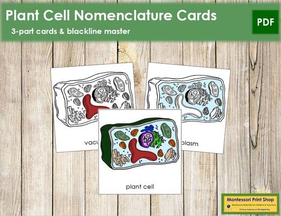 Parts of a Plant Cell Nomenclature 3-part Cards Science | Etsy