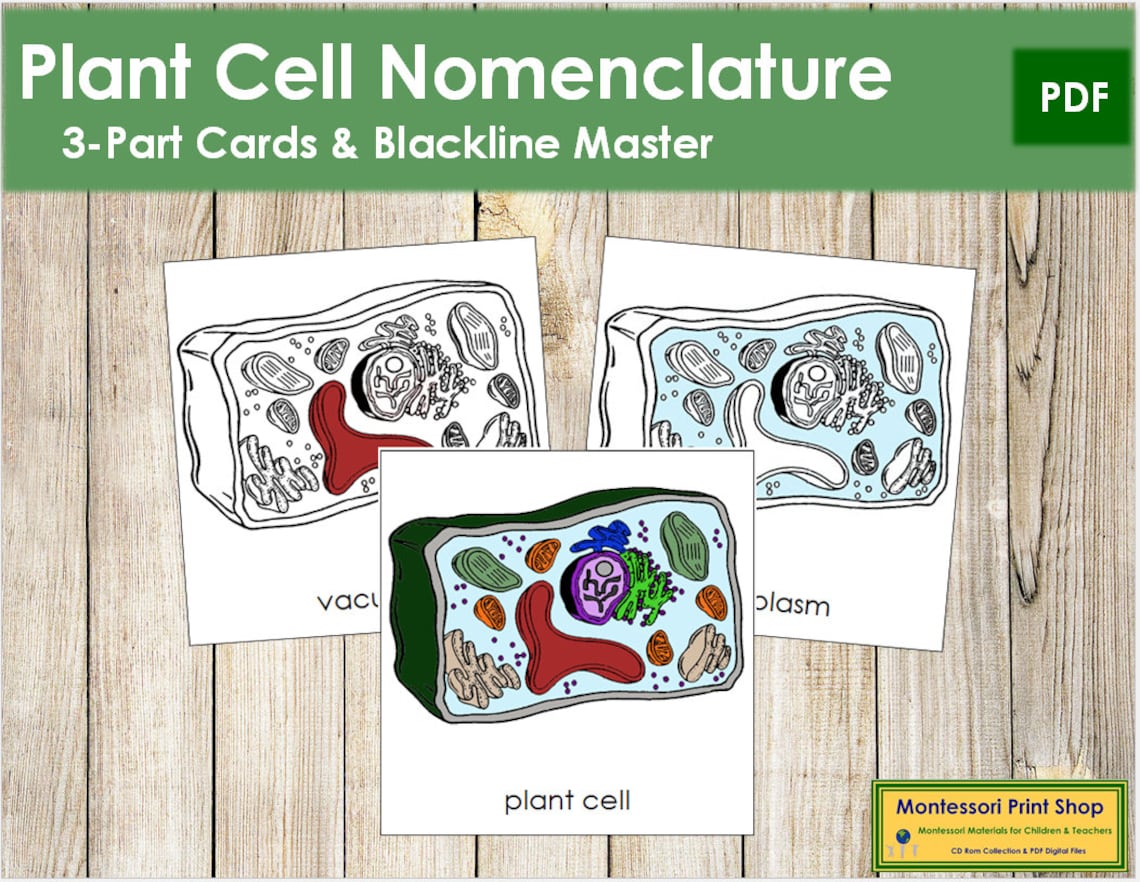 Parts of a Plant Cell Nomenclature 3-part Cards Science - Etsy
