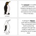 Parts of a Penguin Nomenclature Book - Montessori Zoology - Printable ...