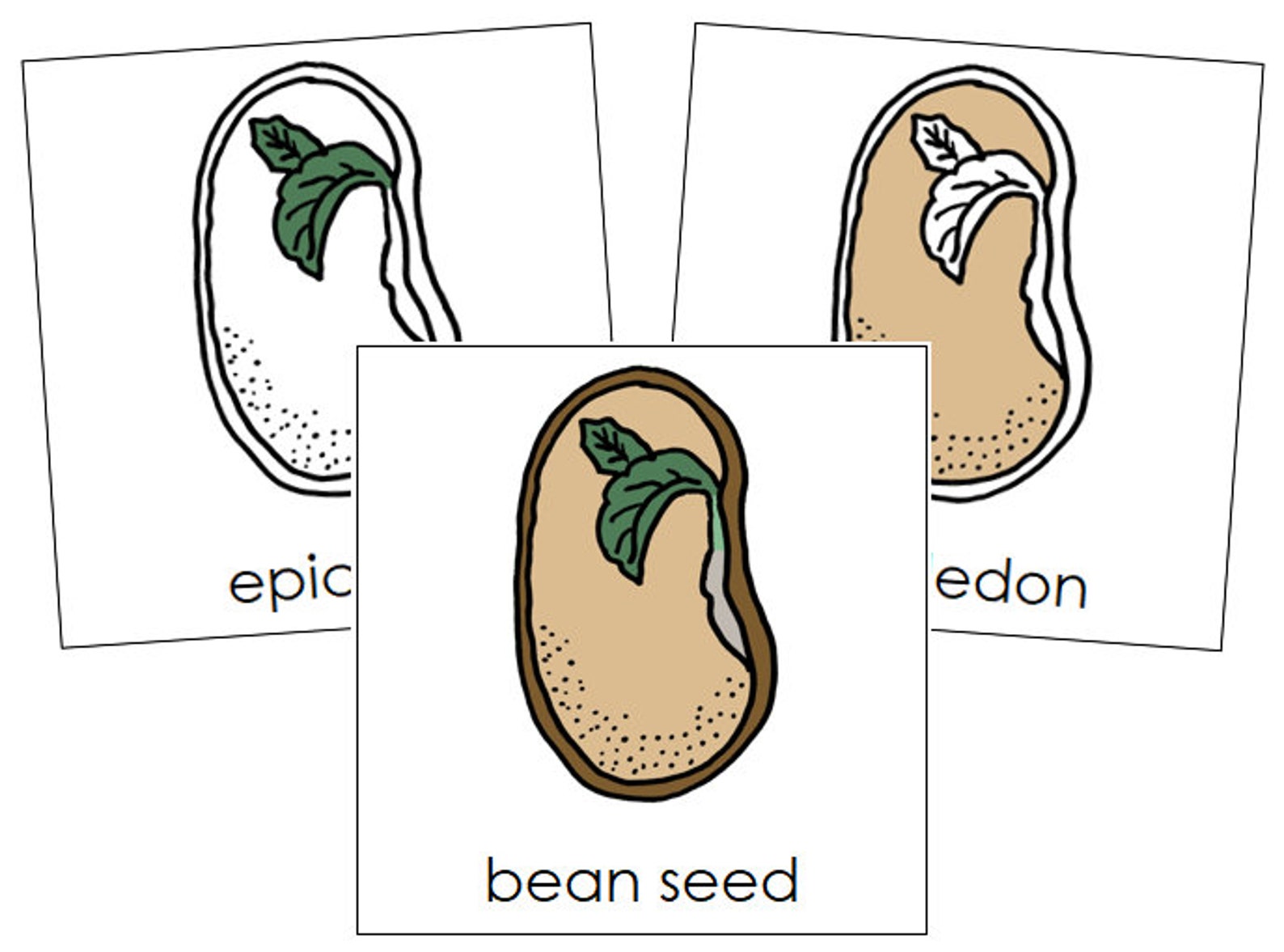 Parts of a Bean Seed Nomenclature 3-part Cards & Blackline Master ...