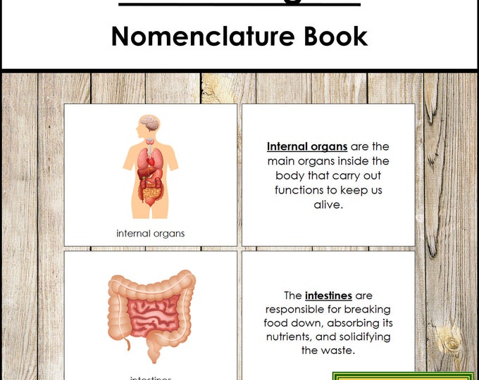 Human Organs Flash Educational Cards Printable PDF JPEG PNG Instant ...