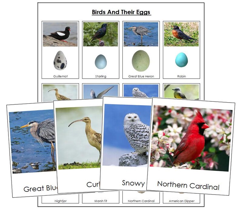 Birds and Their Eggs Sorting Cards & Control Chart - Montessori Animal ...