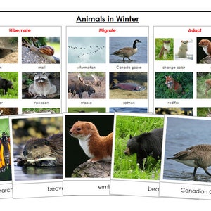 Animals in Winter (migrate, Hibernate, Adapt) - Zoology - Printable ...
