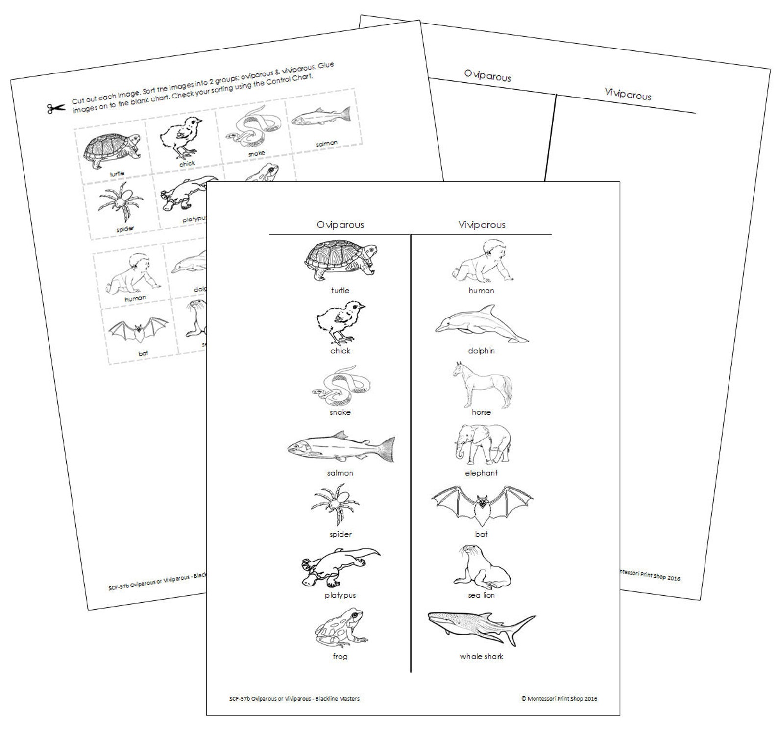 Oviparous and Viviparous Animals Blackline Masters Zoology Printable ...