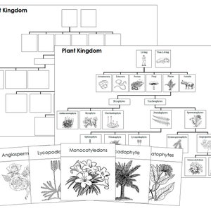 Plant Kingdom Cards, Charts & Information Bundle (color-coded ...