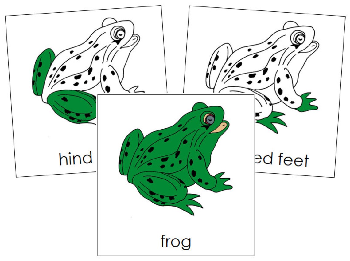 Parts of a Frog Nomenclature 3-part Cards & Blackline Master ...