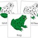 Parts of a Frog Nomenclature 3-part Cards - Montessori Zoology ...