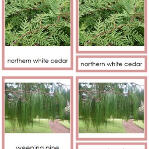 Plant Kingdom Cards, Charts & Information Bundle (color-coded ...