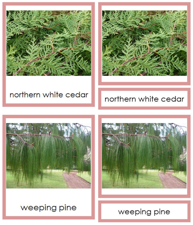Plant Kingdom Charts & Cards Bundle - Montessori Botany Classification ...