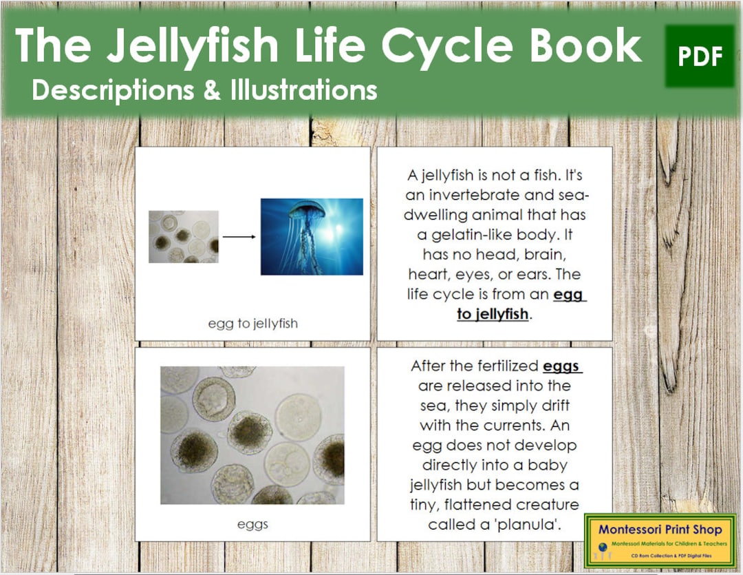 The Jellyfish Life Cycle Book Montessori Nomenclature - Etsy