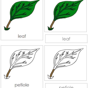 Parts of a Leaf Nomenclature 3-part Cards & Blackline Master ...