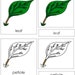 Parts of a Leaf Nomenclature 3-part Cards & Blackline Master ...