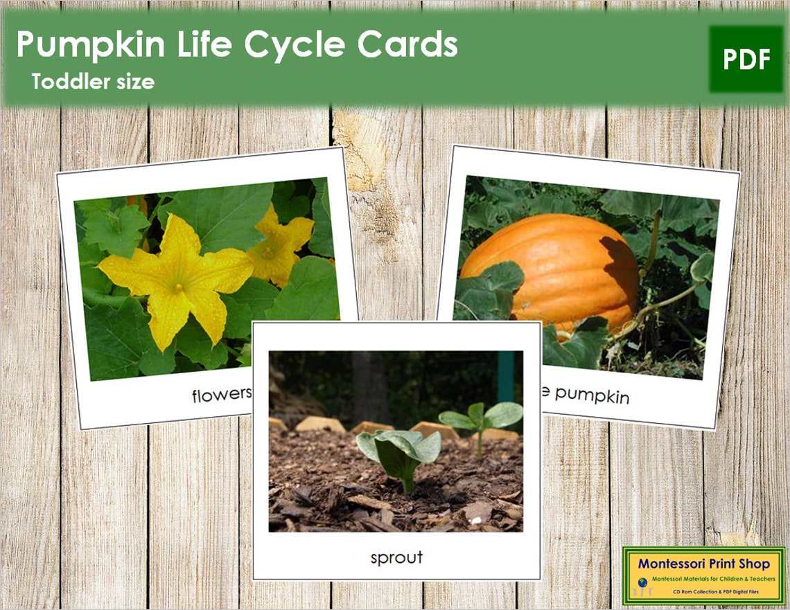 Pumpkin Life Cycle Cards Printable Toddler Montessori | Etsy