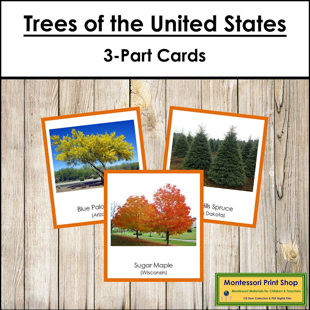 State Trees of the USA 3-part Cards [color-coded] - Geography Continent ...