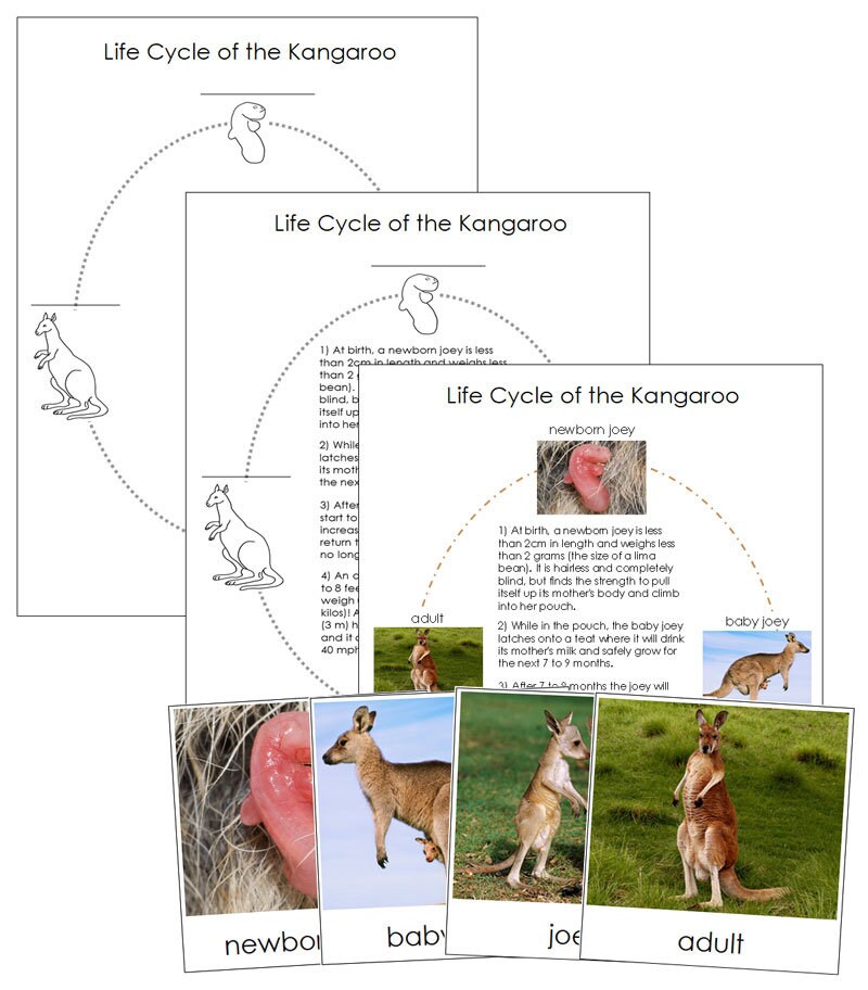 The Kangaroo Life Cycle 3-part Cards & Charts Montessori Nomenclature ...