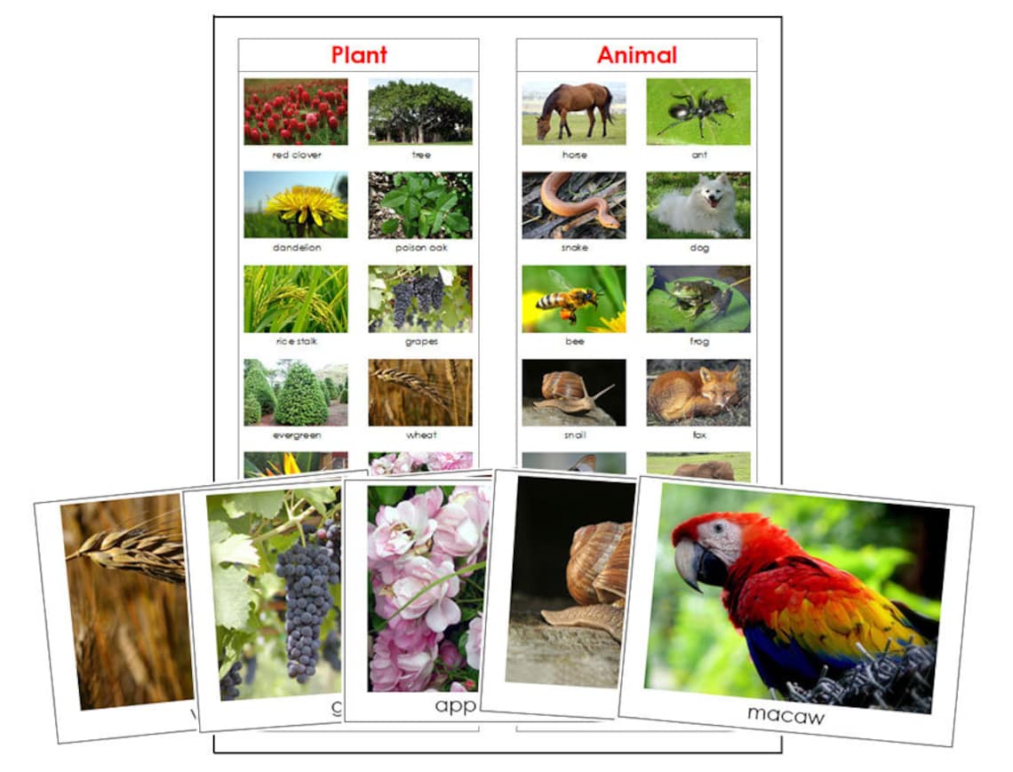 Plant and Animal Sorting Cards & Control Chart Science - Etsy