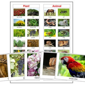 Plant and Animal Sorting Cards & Control Chart - Science - Printable ...
