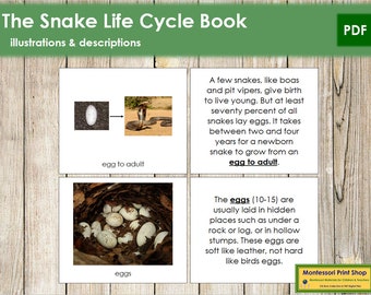 The Kangaroo Life Cycle Book Montessori Nomenclature | Etsy