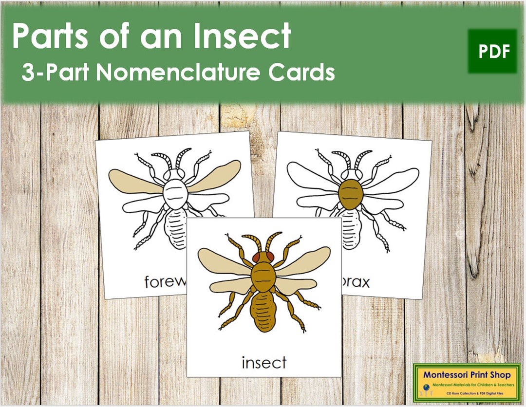 Parts Of An Insect Printable
