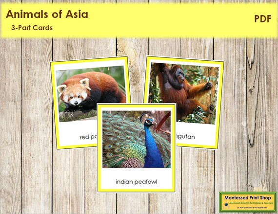 Animals of Asia color-coded Montessori Continent Cards | Etsy