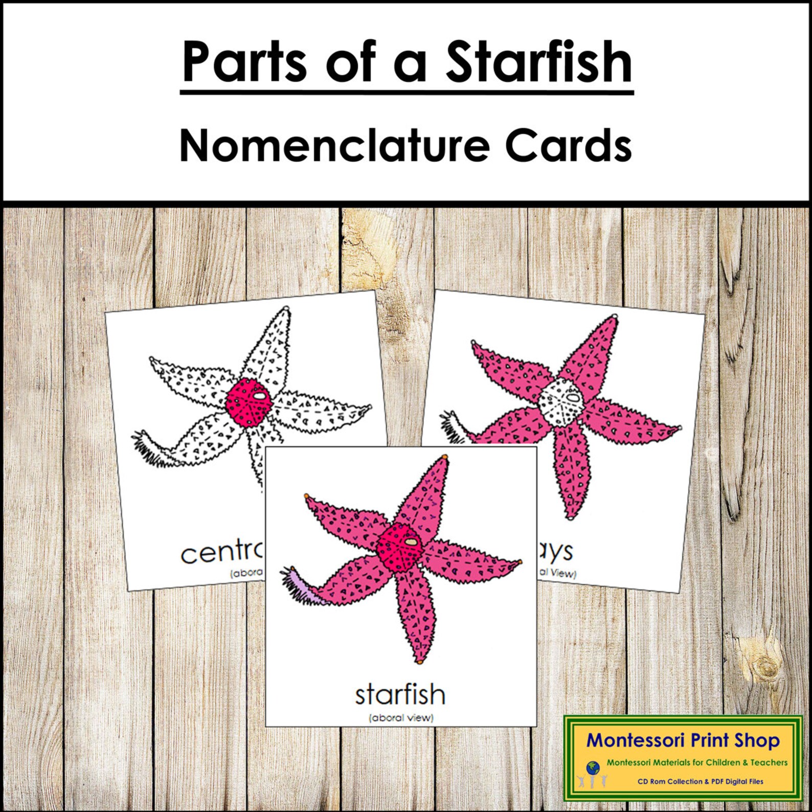 Parts of a Starfish Nomenclature 3-part Cards Zoology - Etsy Canada