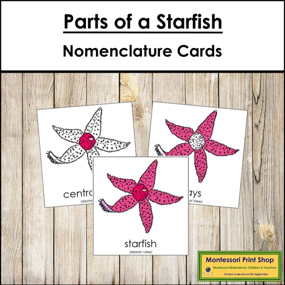 Starfish Anatomy For Kids