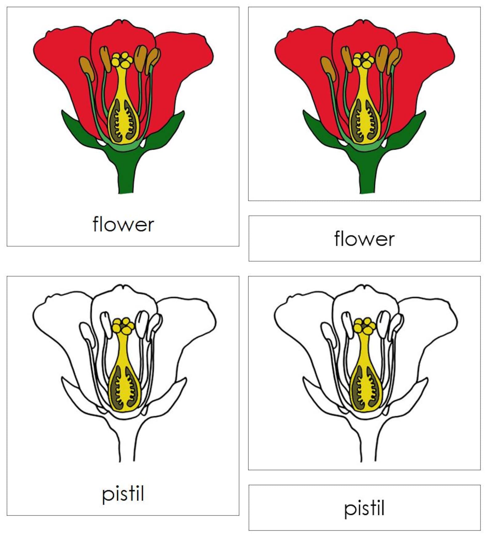 Parts of a Flower Nomenclature 3-part Cards & Blackline Master ...